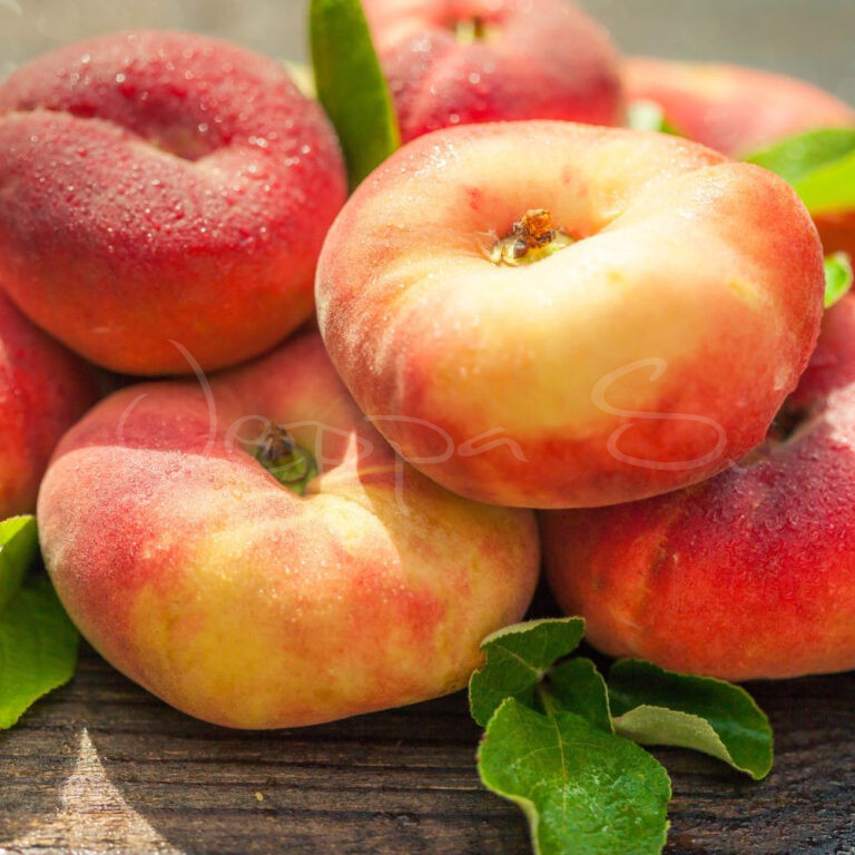 Persika Archives - Jeppa S Trädgård