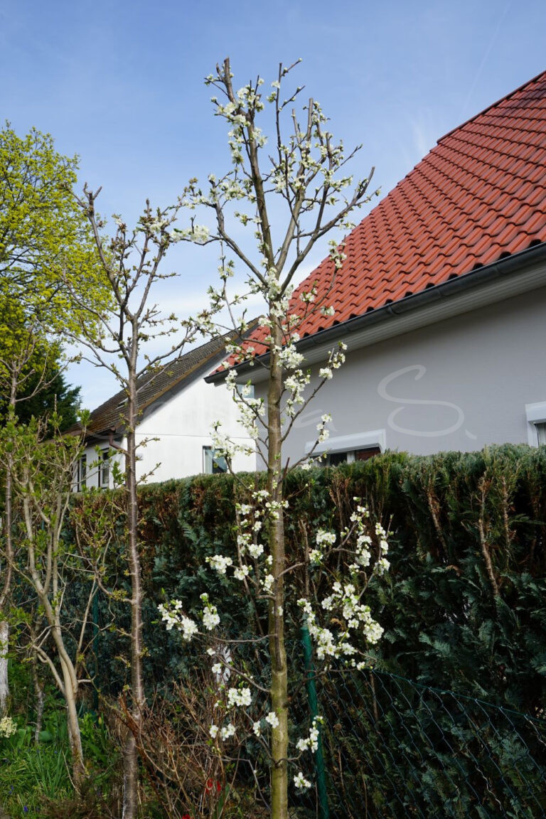 Plommon - Topcol - Pelarträd - Jeppa S Trädgård