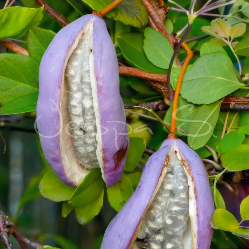 Akebia Quinata Fruchte
