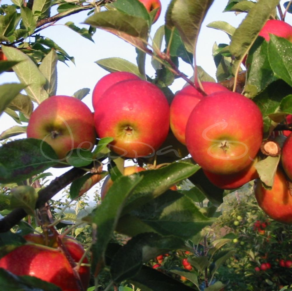 Äpple - Elstar - Jeppa S Trädgård