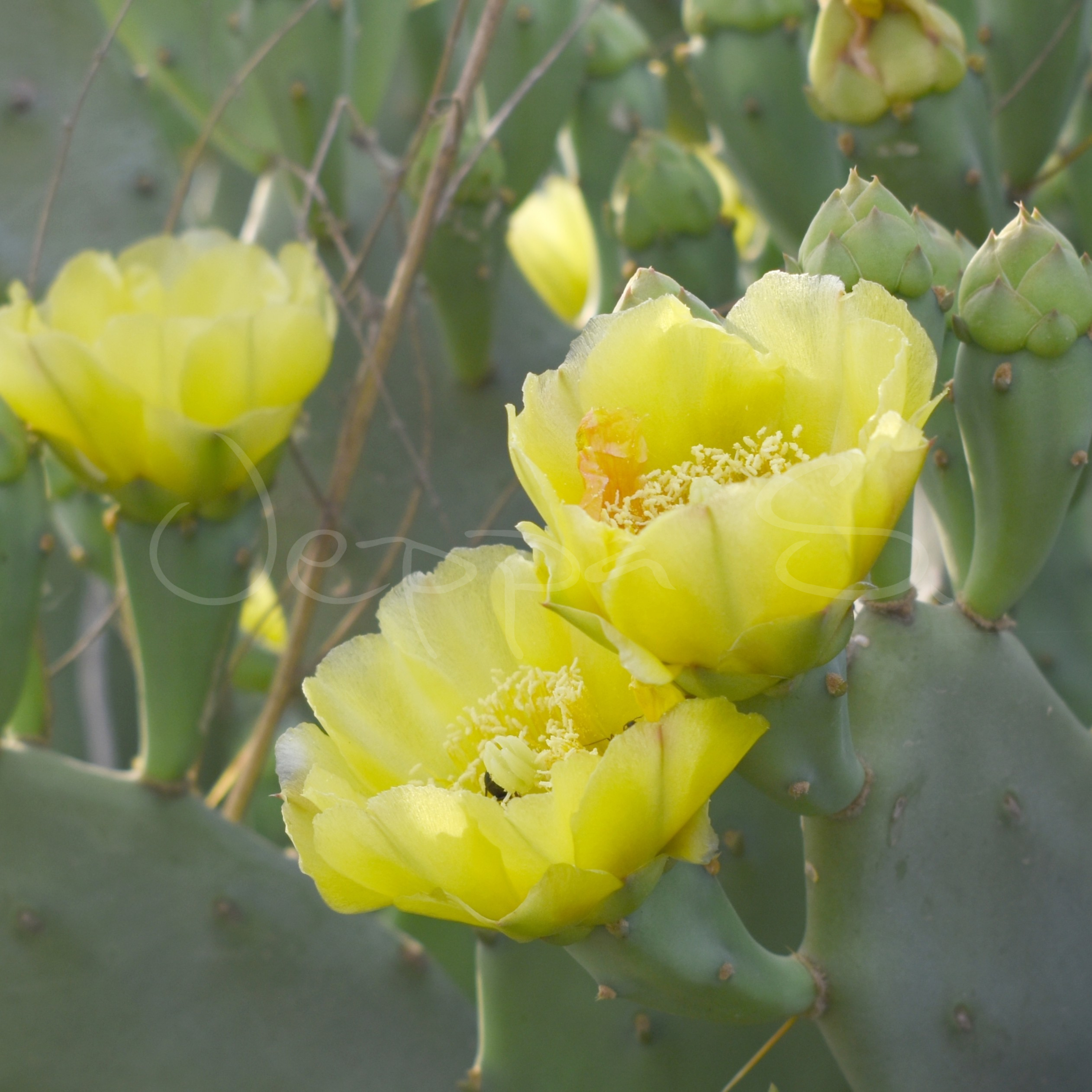 Opuntia Humifusa Taste